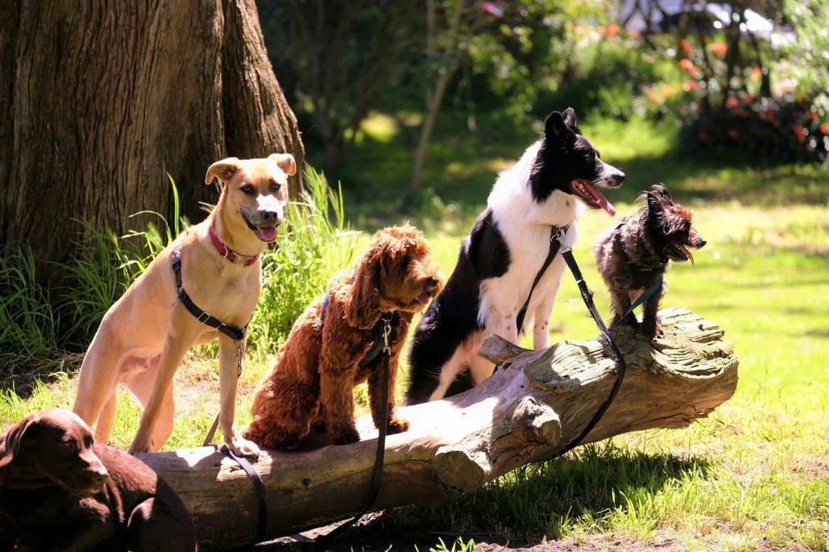 Top 15 Dog Breeds in New Zealand | Full Breed Guide by Pet Supply