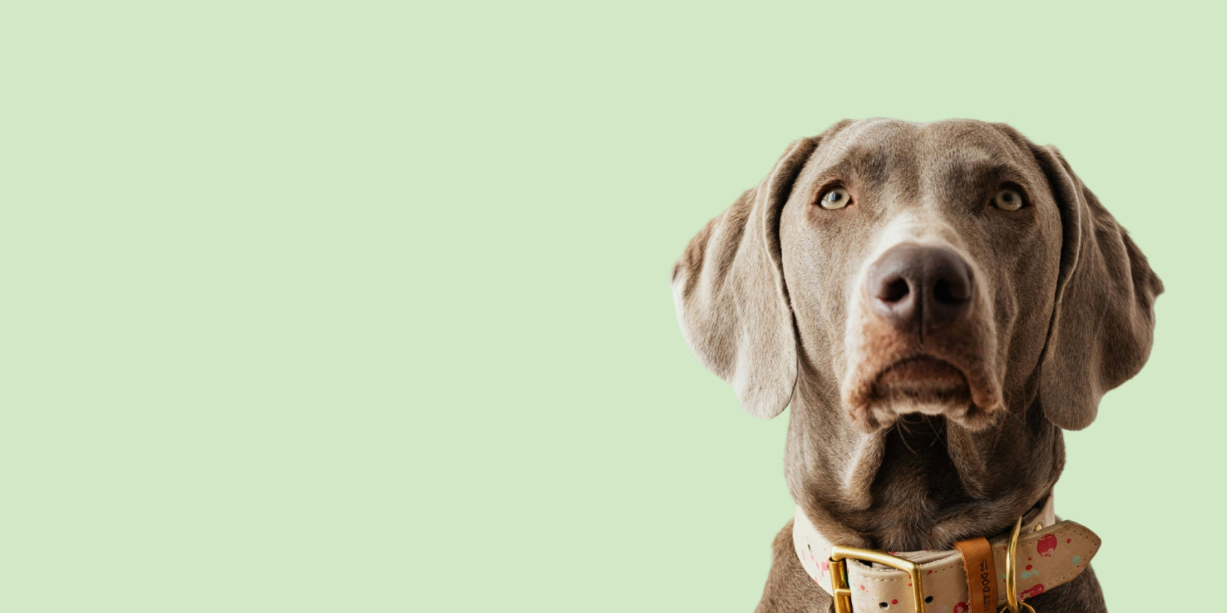 NexGard Spectra for Dogs (3 pack) - Vet Recommended