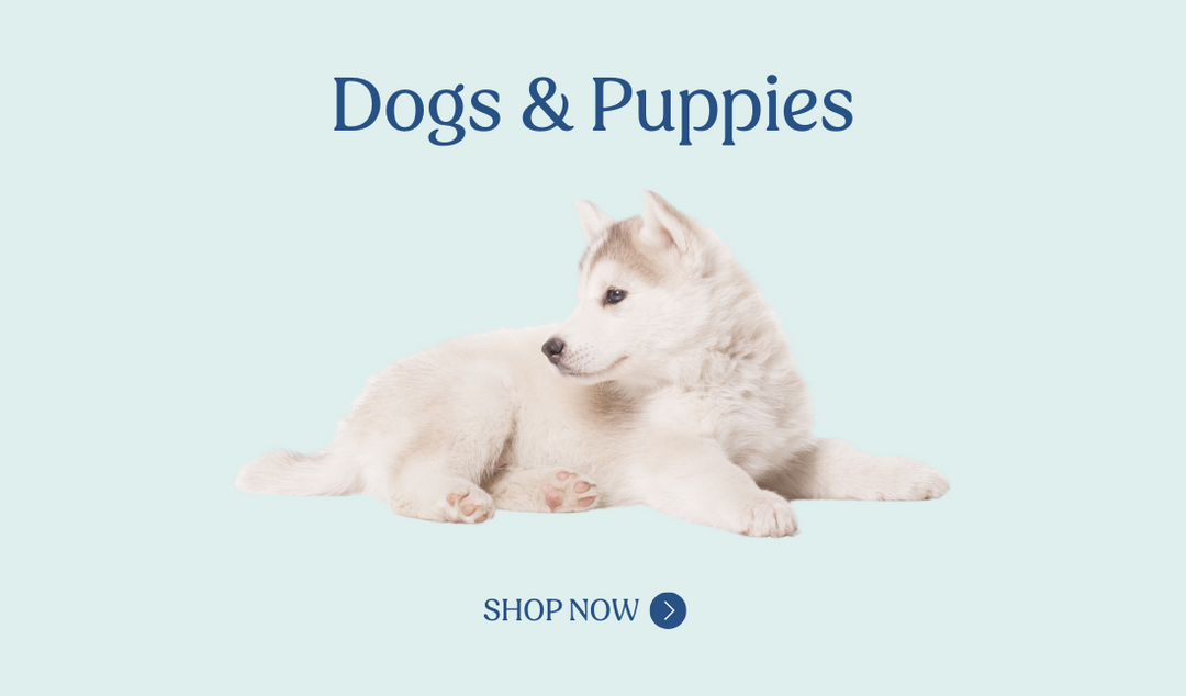 Shop Quality Pet Food, Flea Treatments & Essentials in NZ